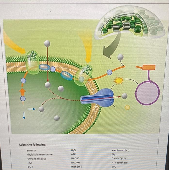 Solved VOD Label the following: stroma thylakoid membrane | Chegg.com