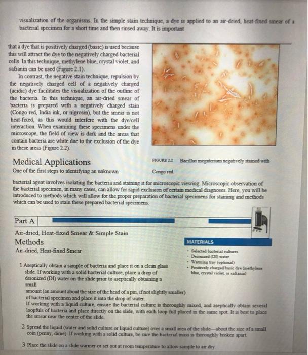 Solved EXERCISE 2 Bacterial Smear and Introductory Staining | Chegg.com
