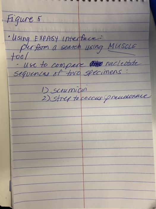 Perform a MUSCLE sequence alignment search for two | Chegg.com