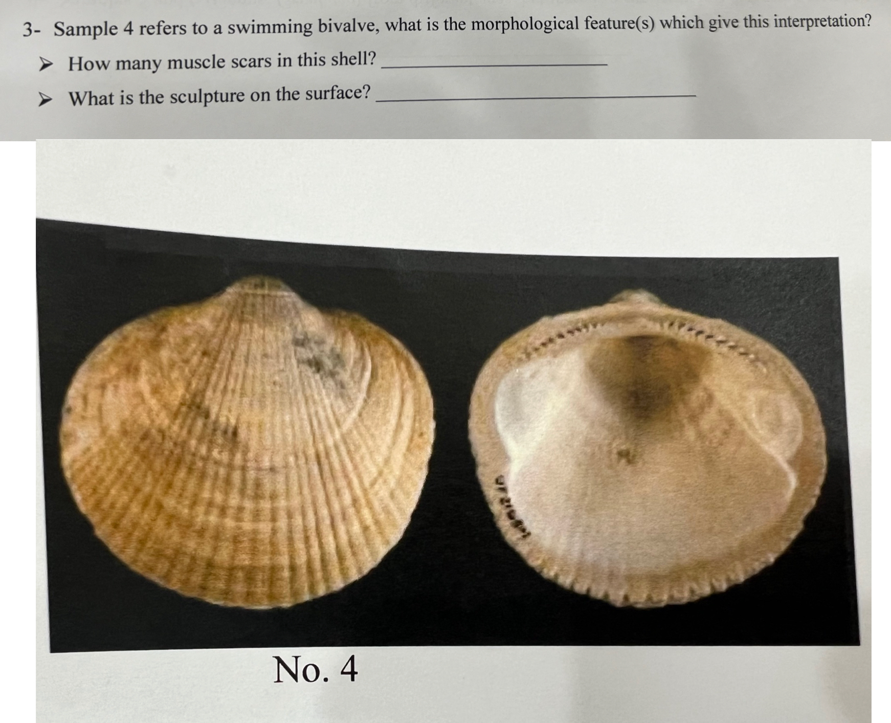 3- ﻿Sample 4 ﻿refers to a swimming bivalve, what is | Chegg.com