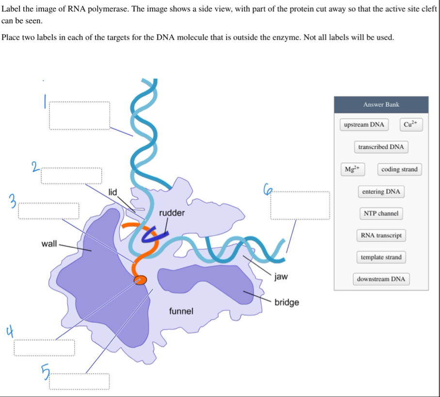 Solved Label the image of RNA polymerase. The image shows a | Chegg.com