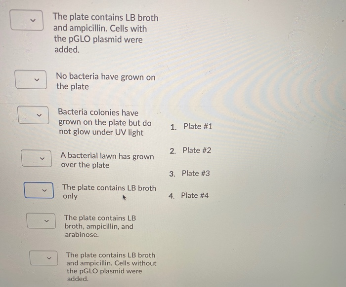 Solved The plate contains LB broth and ampicillin. Cells | Chegg.com