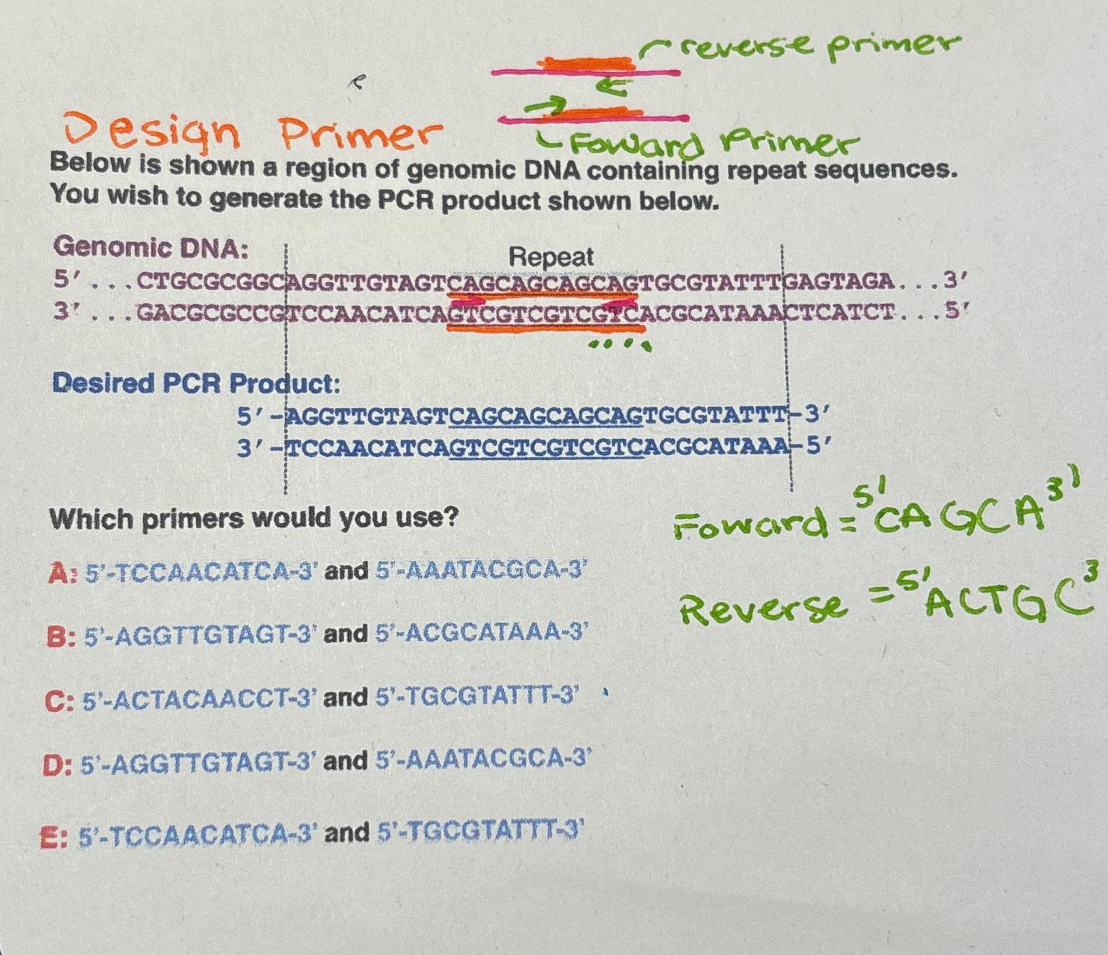 Solved Design Primer → ﻿Foward PrimerBelow is shown a region | Chegg.com