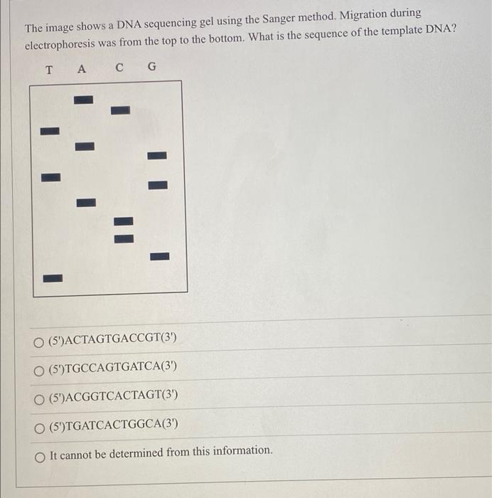 Solved The image shows a DNA sequencing gel using the Sanger | Chegg.com