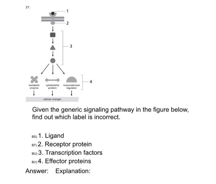 Solved 18. The following is correct regarding calmodulin: | Chegg.com