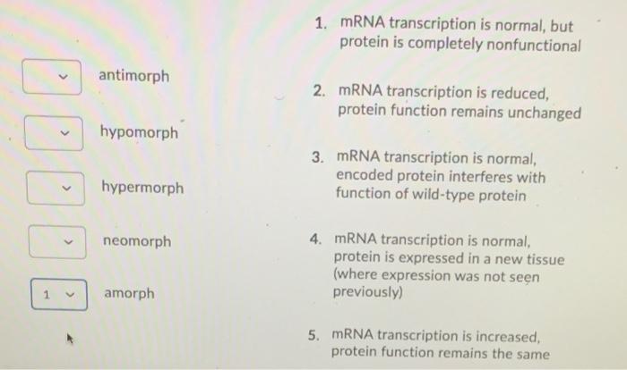 Solved 1. mRNA transcription is normal, but protein is | Chegg.com