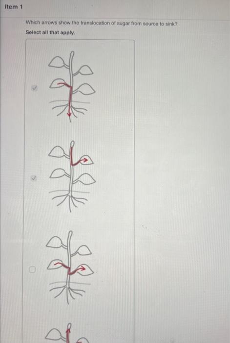 Solved Which arrows show the translocation of sugar from | Chegg.com