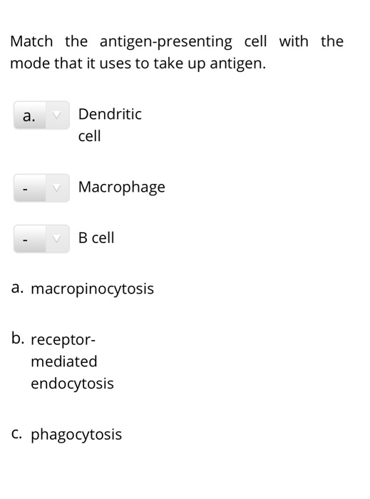 Solved Match the antigen-presenting cell with the mode that | Chegg.com