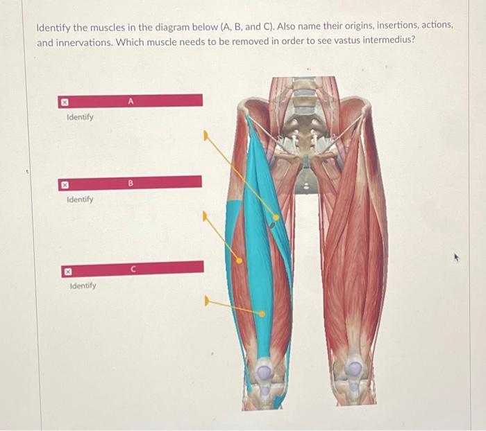Solved Identify the muscles in the diagram below (A, B, and | Chegg.com