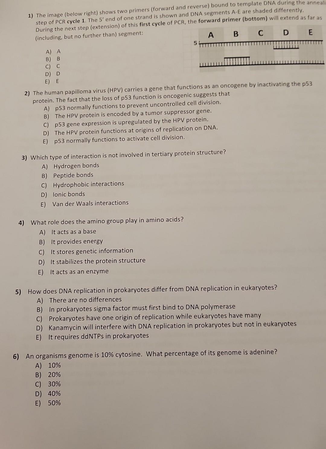 Solved 1) The image (below right) shows two primers (forward | Chegg.com