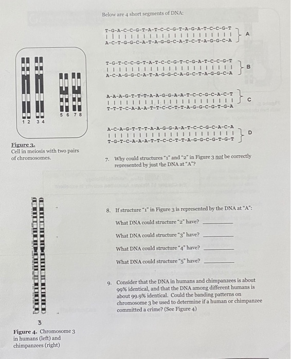 Solved Below are 4 short segments of DNA: | Chegg.com
