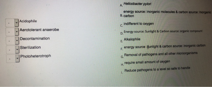 Solved Helicobacter pylori A. energy source: inorganic | Chegg.com