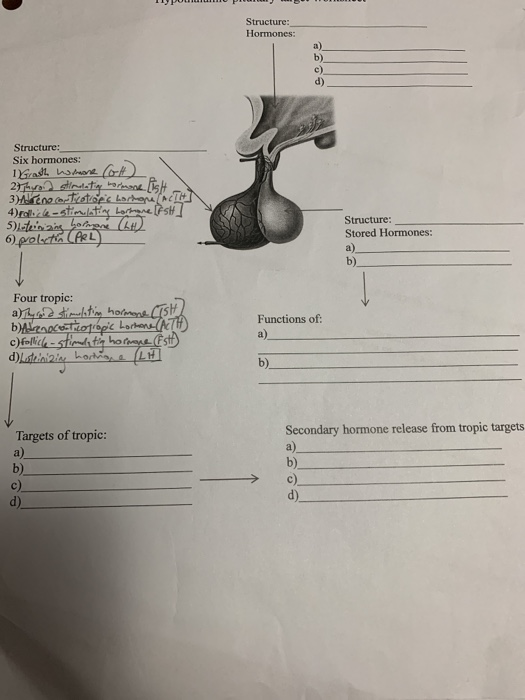 Solved Structure: Hormones: a) b) c) Structure: Six | Chegg.com