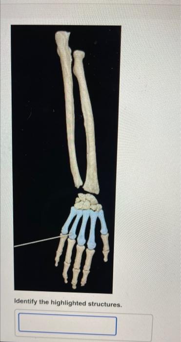 Solved Identify the highlighted structures. | Chegg.com