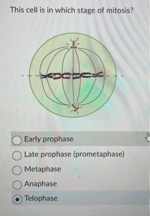 Solved This cell is in which stage of mitosis? Early | Chegg.com