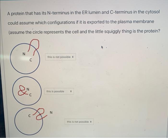 Solved A Protein That Has Its N Terminus In The Er Lumen And