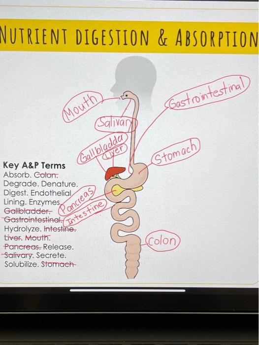 Solved NUTRIENT DIGESTION & ABSORPTION Gastrointestinal | Chegg.com