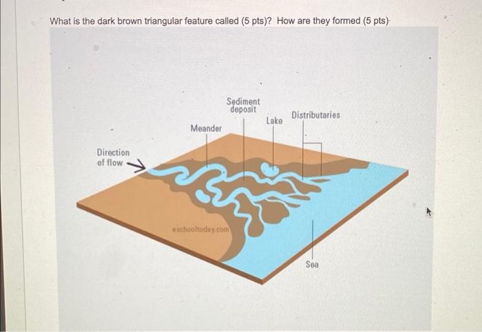Solved What is the dark brown triangular feature called (5 | Chegg.com