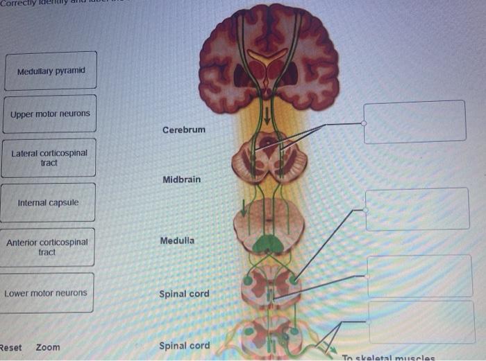 Solved Correctly Medullary pyramid Upper motor neurons | Chegg.com