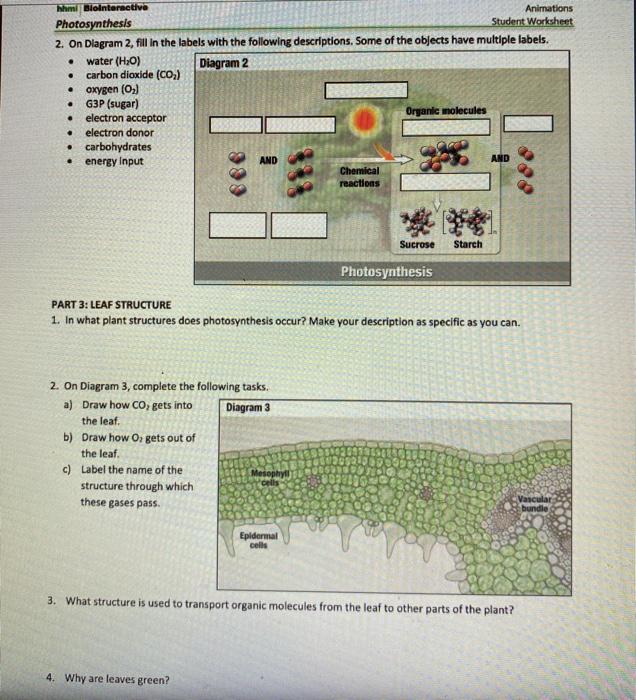  Photosynthesis Animation Student Worksheet Answers Free Download Gmbar co
