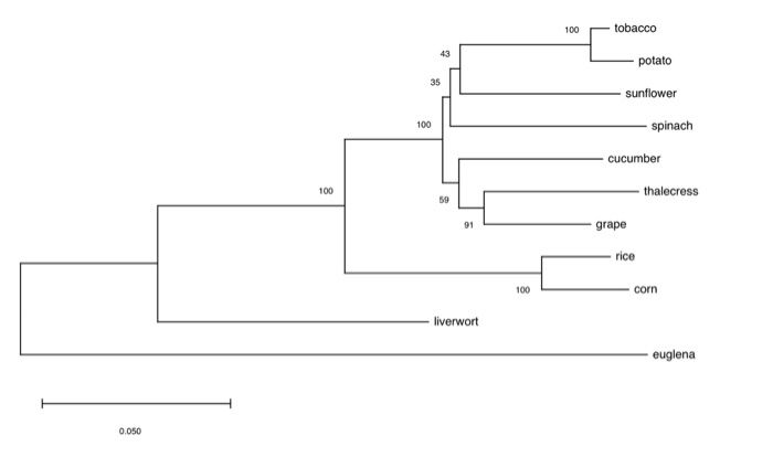 Solved The phylogenetic tree for the following plant | Chegg.com