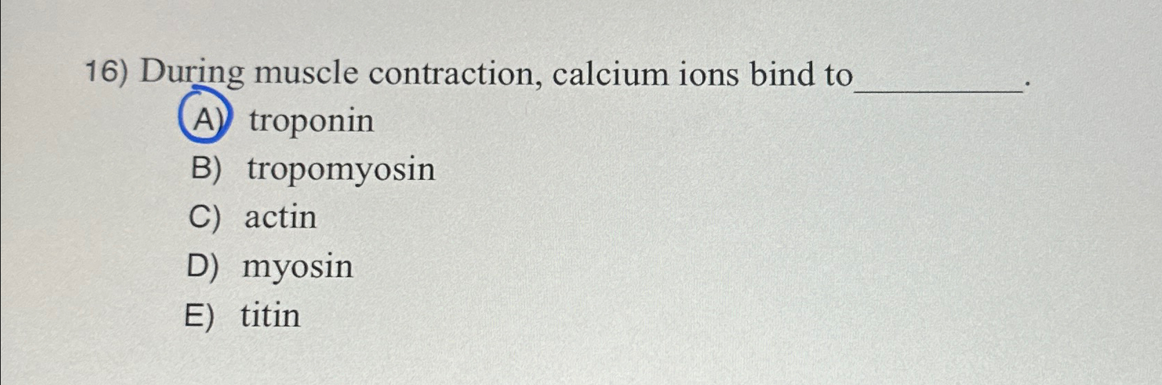 Solved During muscle contraction, calcium ions bind to(A) | Chegg.com
