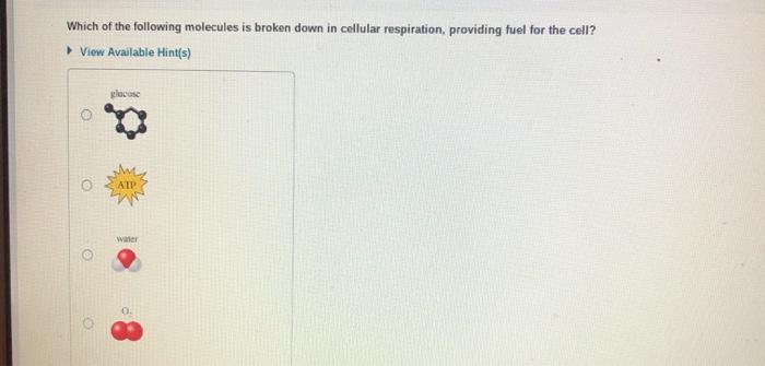 Solved Which of the following molecules is broken down in | Chegg.com