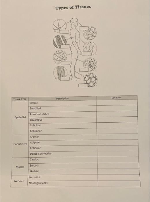 Solved Types of Tissues | Chegg.com