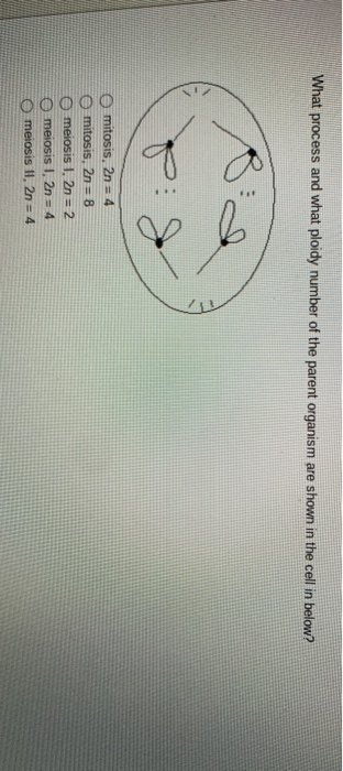Solved What process and what ploidy number of the parent | Chegg.com