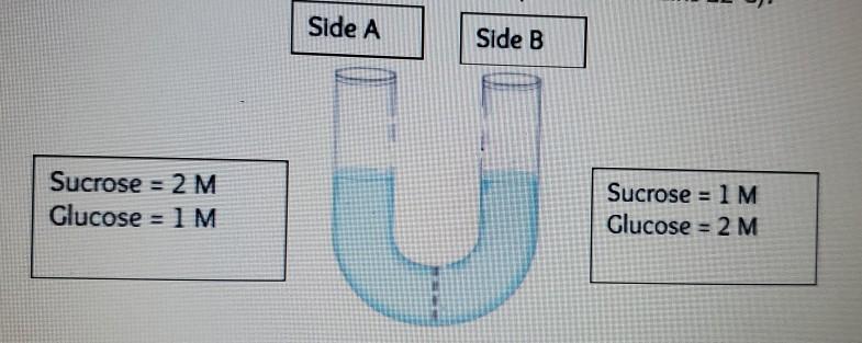 Solved 5 Side A Side B Sucrose = 2M Glucose = 1M Sucrose = 1 | Chegg.com