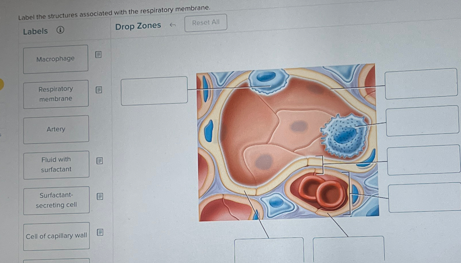 Solved Label the structures associated with the respiratory | Chegg.com