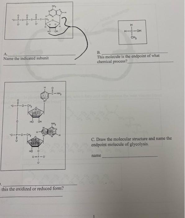 Solved A. B. Name the indicated subunit This molecule is the | Chegg.com