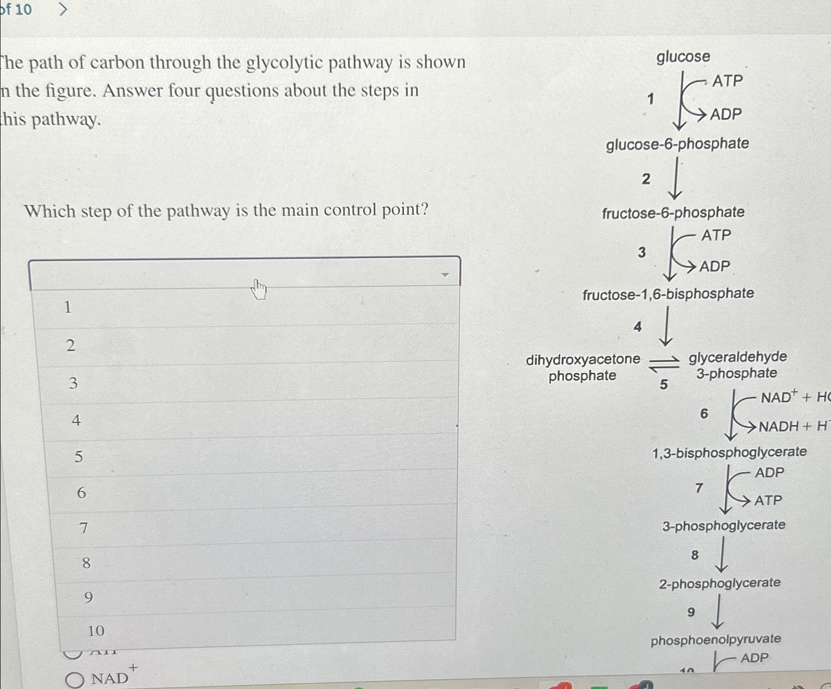 Solved The path of carbon through the glycolytic pathway is | Chegg.com