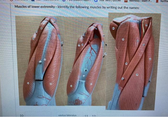 Solved Question 6 Muscles of lower extremity - Identify the | Chegg.com