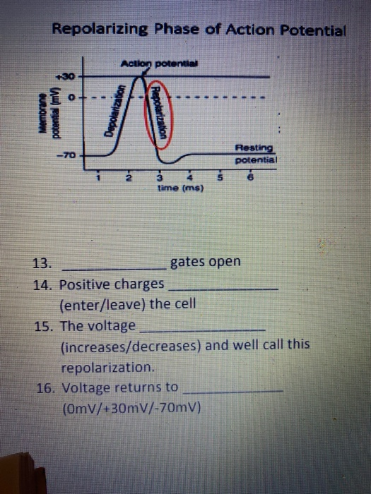 Solved Repolarizing Phase of Action Potential Aallon | Chegg.com