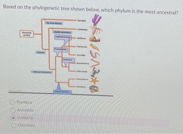 Solved Based on the phylogenetic tree shown below, which | Chegg.com