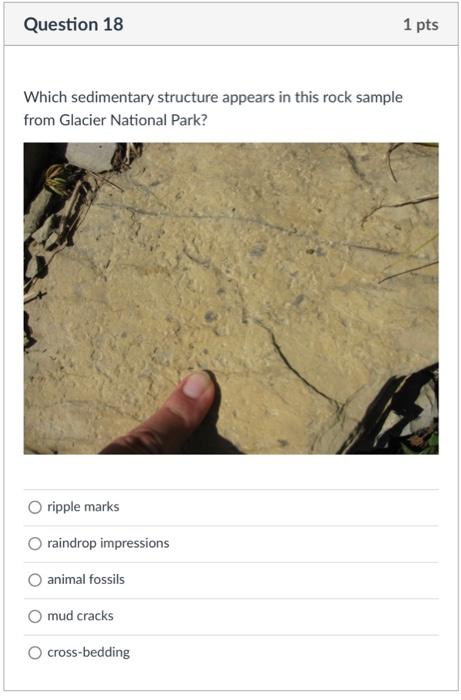 Solved Which sedimentary structure appears in this rock | Chegg.com