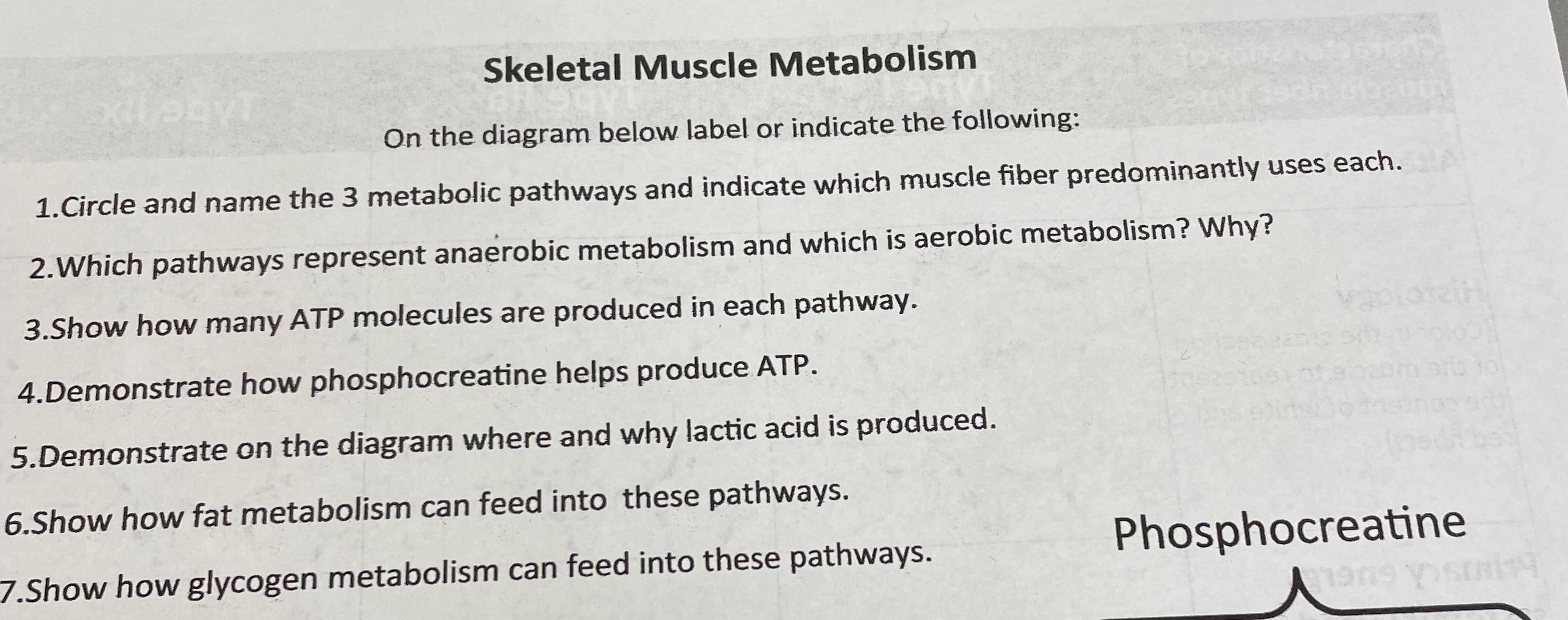 Solved Skeletal Muscle MetabolismOn the diagram below label | Chegg.com