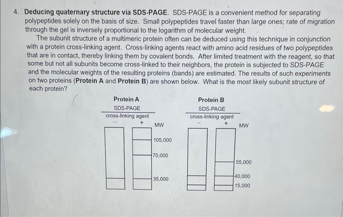 Solved 4. Deducing quaternary structure via SDS-PAGE. | Chegg.com
