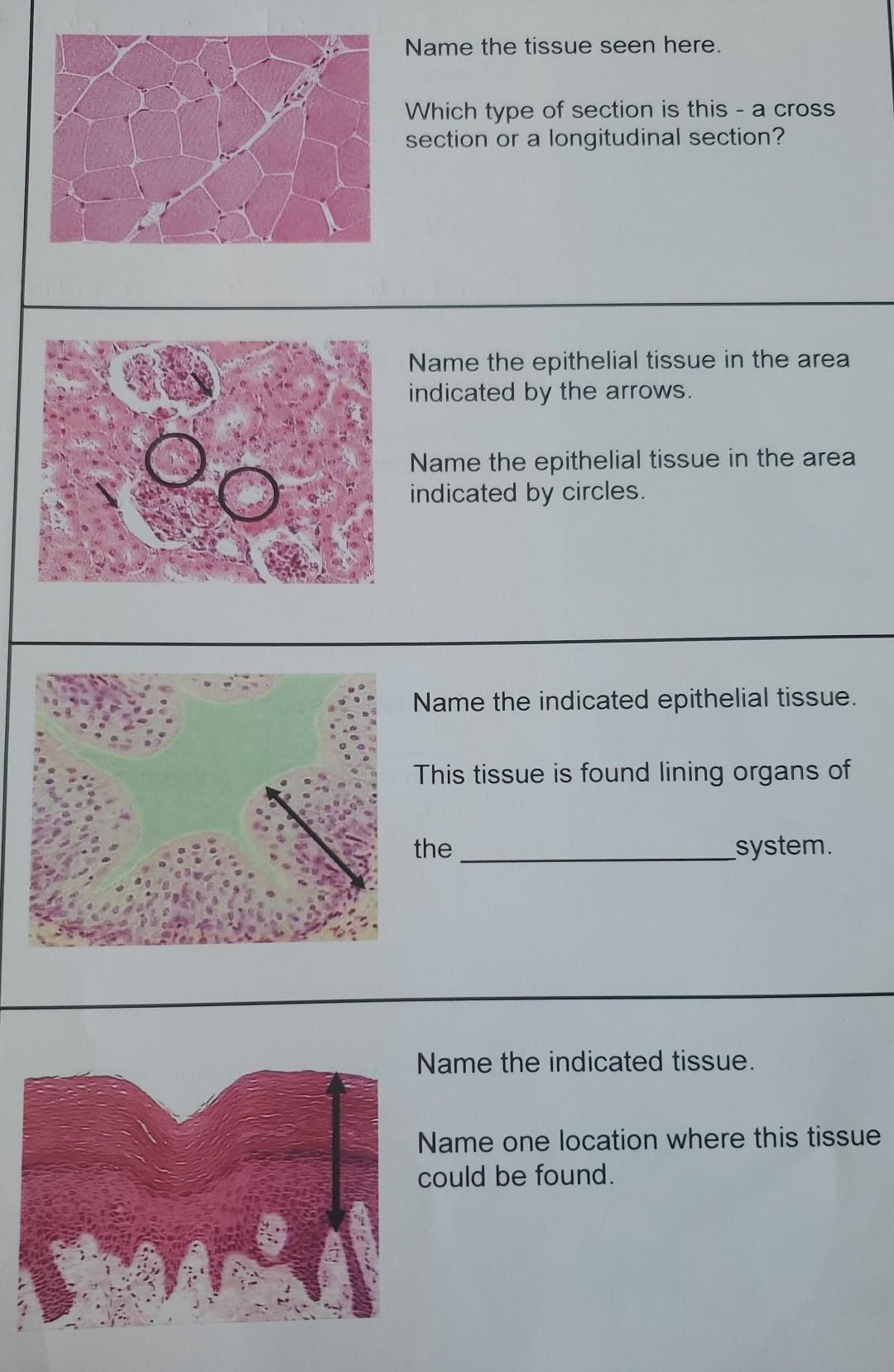 Solved Name the cells indicated by pointers. Briefly | Chegg.com