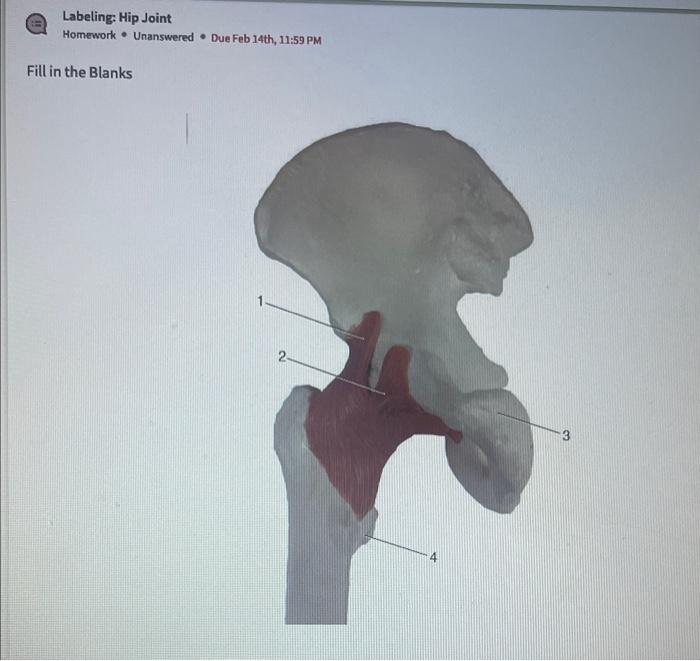 Solved Labeling: Hip Joint Homework • Unanswered • Due Feb | Chegg.com