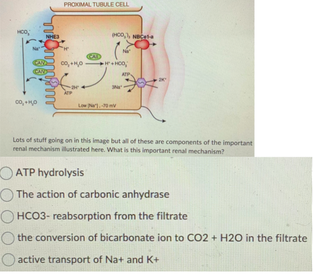 Solved ATP hydrolysisThe action of carbonic anhydraseHCO3 - | Chegg.com