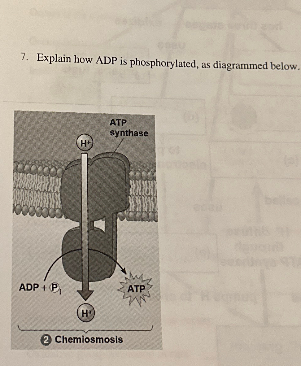 Solved Explain how ADP is phosphorylated, as diagrammed | Chegg.com