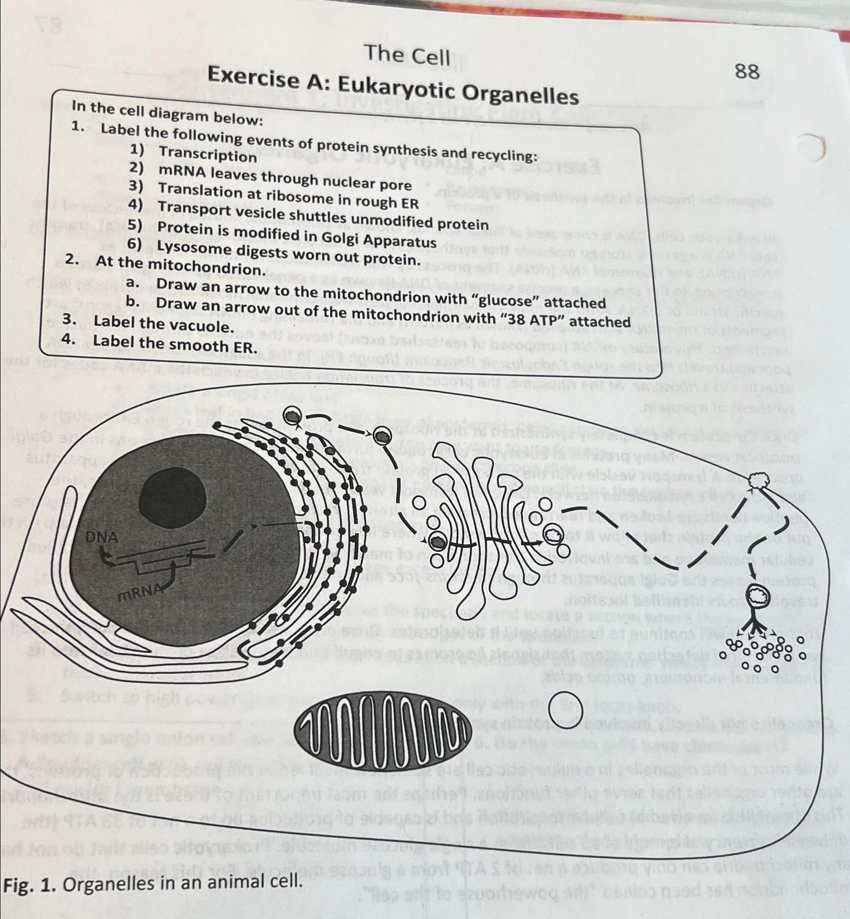 Solved The CellExercise A: Eukaryotic Organelles88In the | Chegg.com