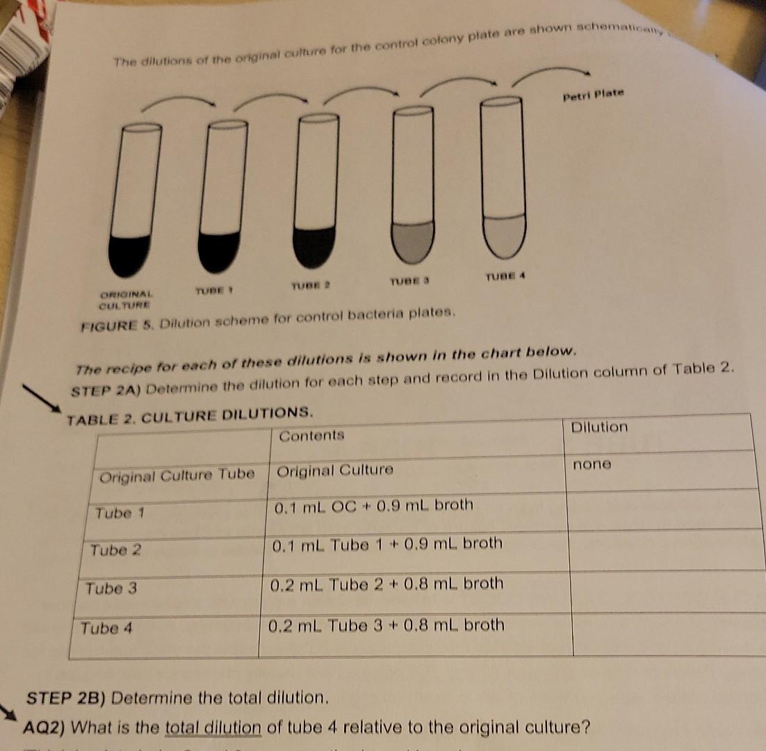 Solved The dilutions of the original culture for the control | Chegg.com