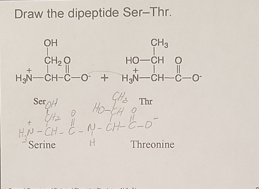 Solved Draw the dipeptide Ser-Thr. CH3 ОН сH, O HO-CH o | Chegg.com