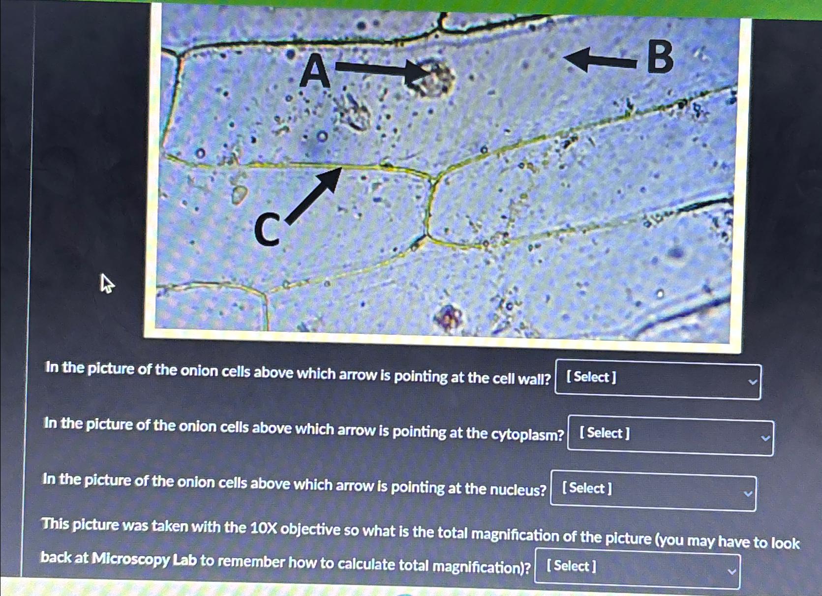 Solved In the picture of the onion cells above which arrow | Chegg.com