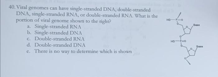 Solved 40. Viral genomes can have single-stranded DNA, | Chegg.com