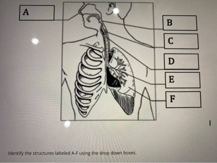 Solved A B C D E F - Identify the structures labeled A-F | Chegg.com