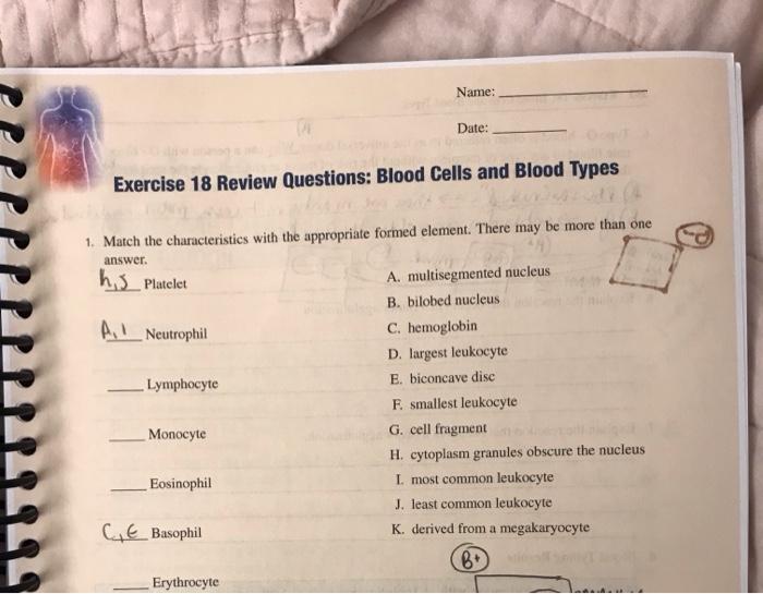Solved Name: Date: Exercise 18 Review Questions: Blood Cells | Chegg.com